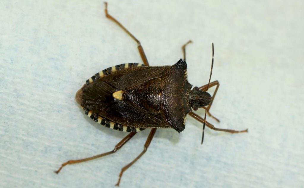 Die Rotbeinige Baumwanze - Obst+Wein