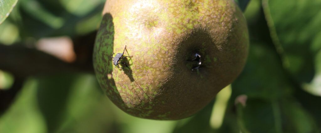 Pflanzenschutzmittel zur Bekämpfung von Baumwanzen - Obst+Wein