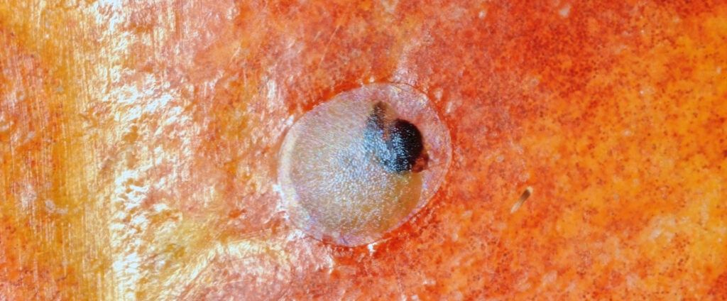 Strategien gegen Wickler im Apfelanbau - Obst+Wein